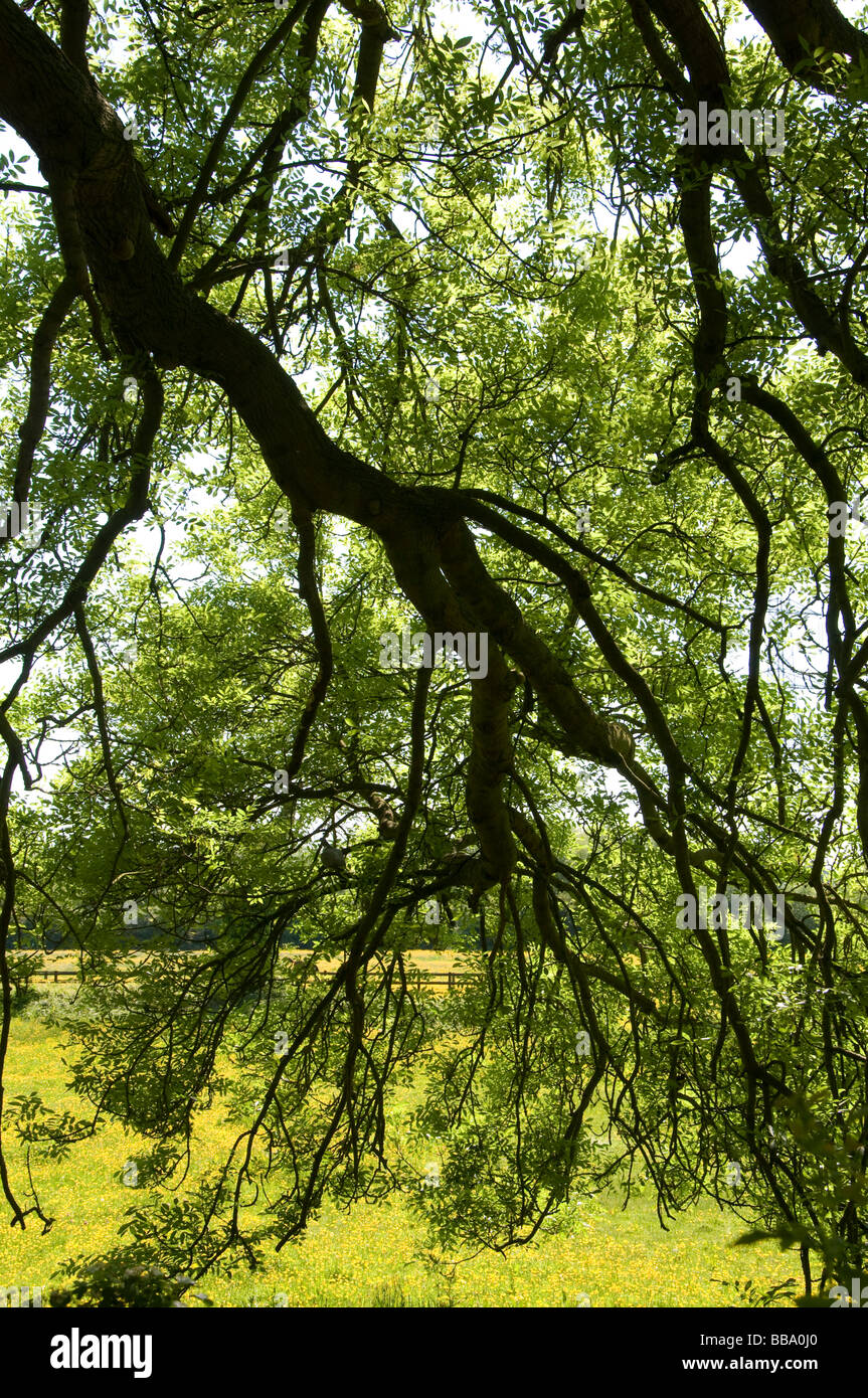Barrow upon soar leicestershire tree sunlight yellow field hi-res stock ...