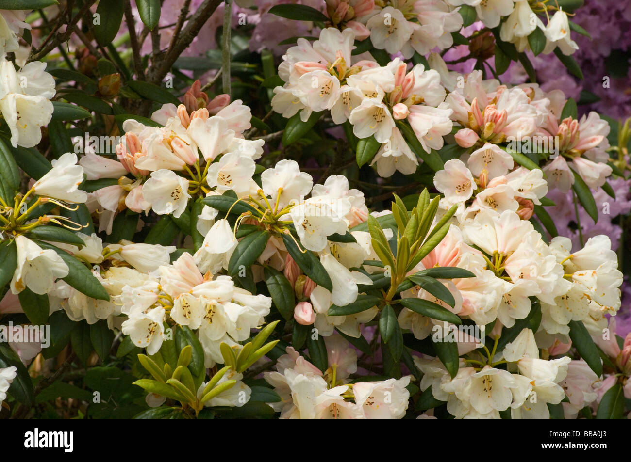 White Flowering Rhododendron Shrub Stock Photo - Alamy