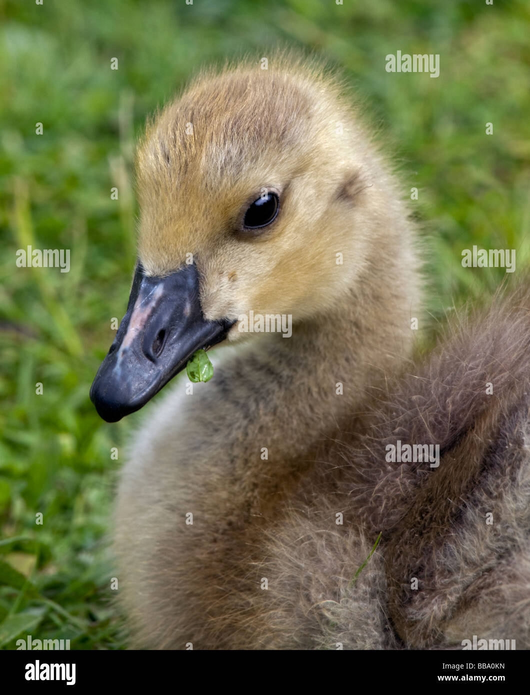 Canada Goose Gosling (branta canadensis Stock Photo - Alamy