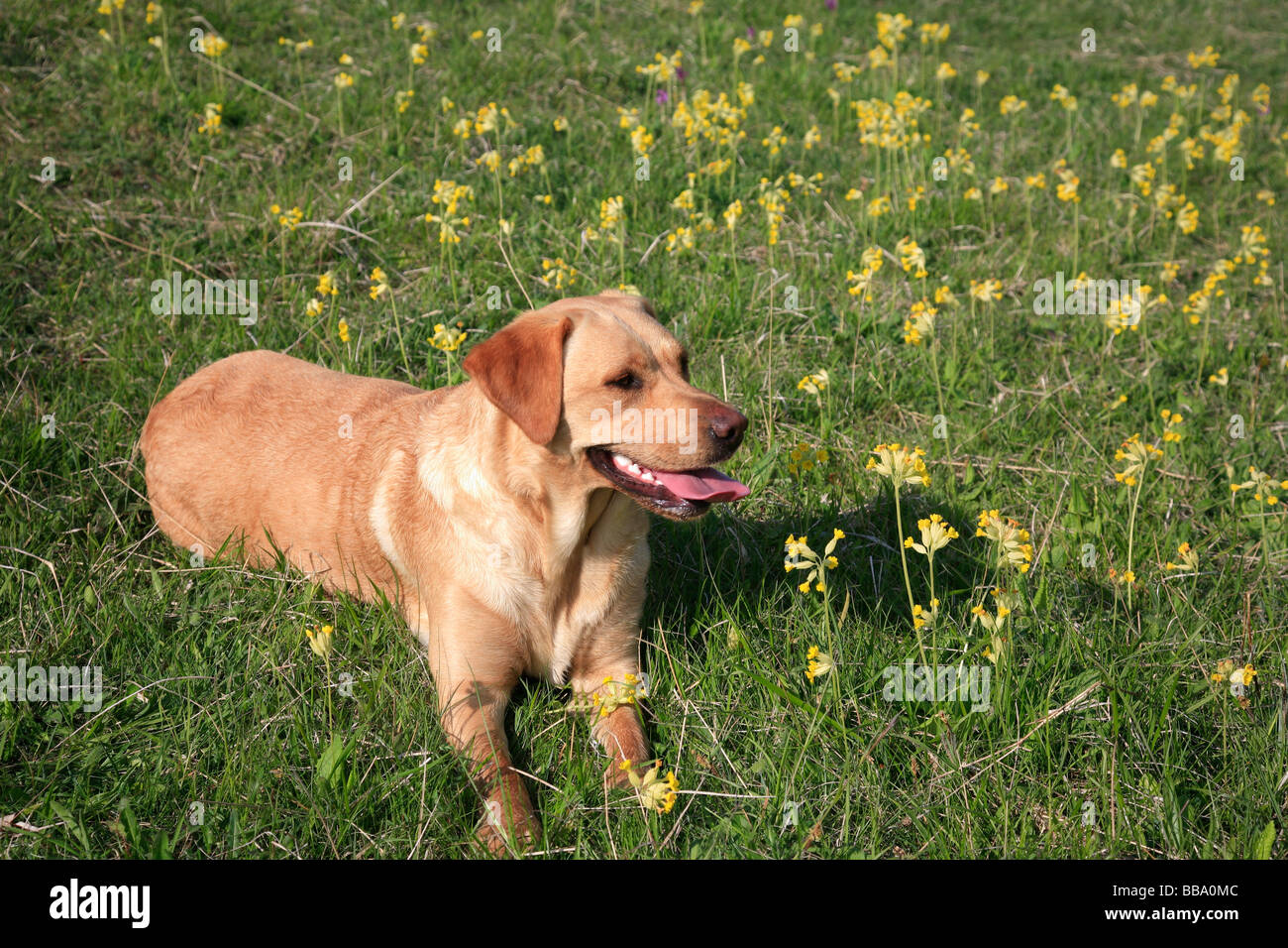 Pedigree Golden Labrador Bitch Dog sitting in Spring Cowslips Pasque ...