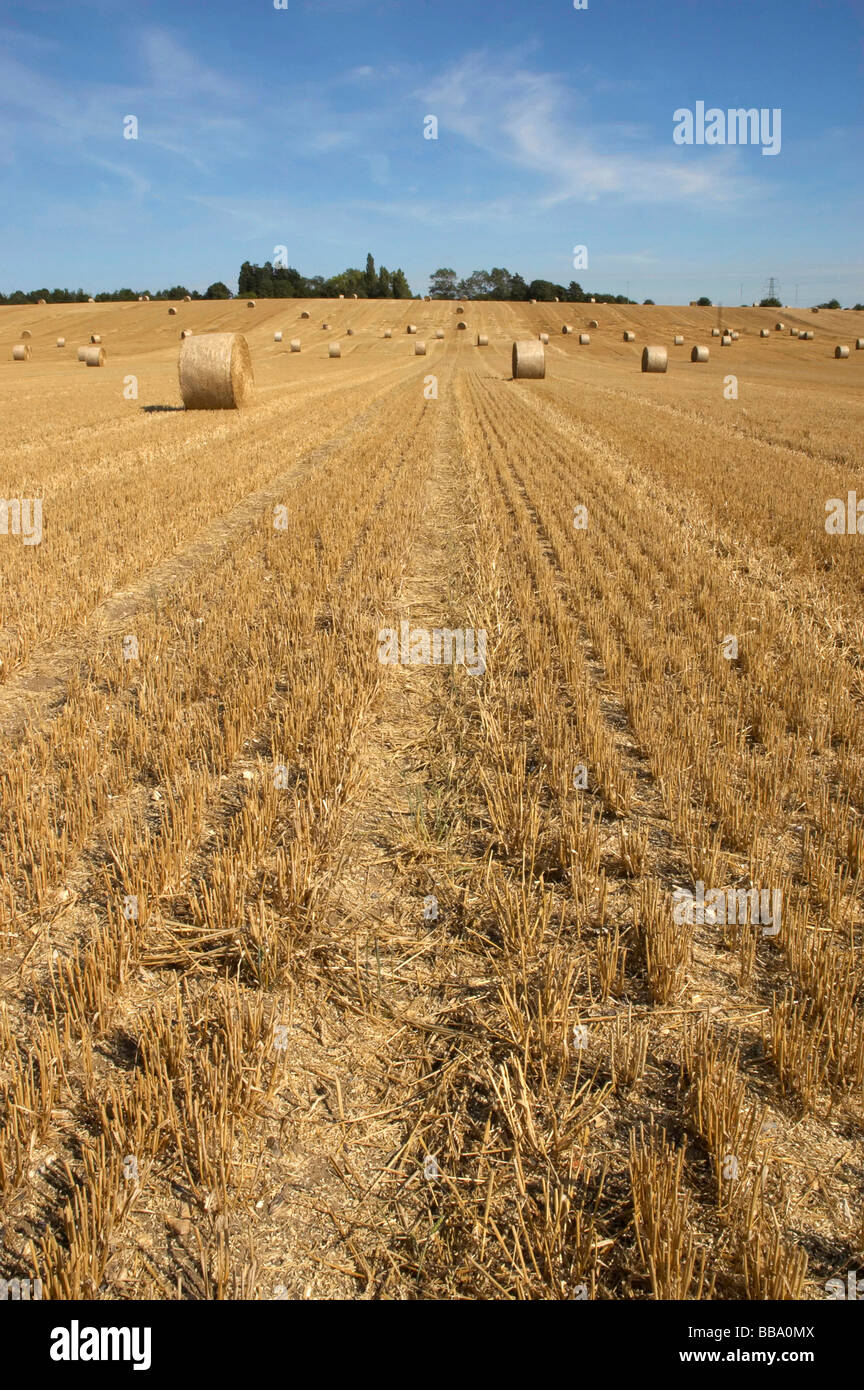 summer landscape with hay bales and deep blue skyscape Stock Photo - Alamy
