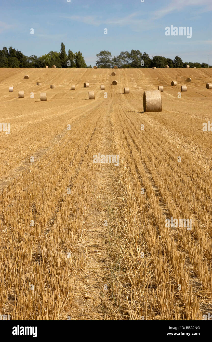 summer landscape with hay bales and deep blue skyscape Stock Photo - Alamy