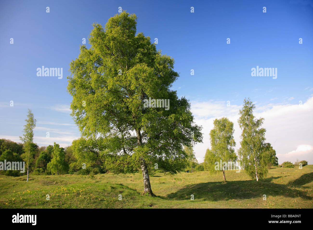 Silver Birch Trees Betula pendula in Spring Woodland Stock Photo - Alamy