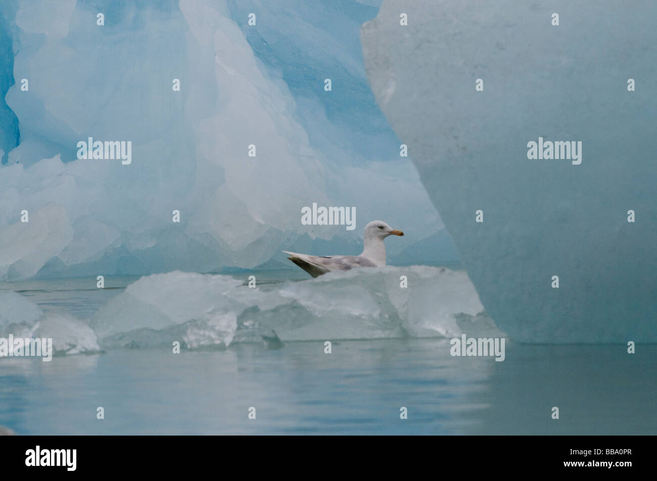Ice floating seagull hi-res stock photography and images - Alamy