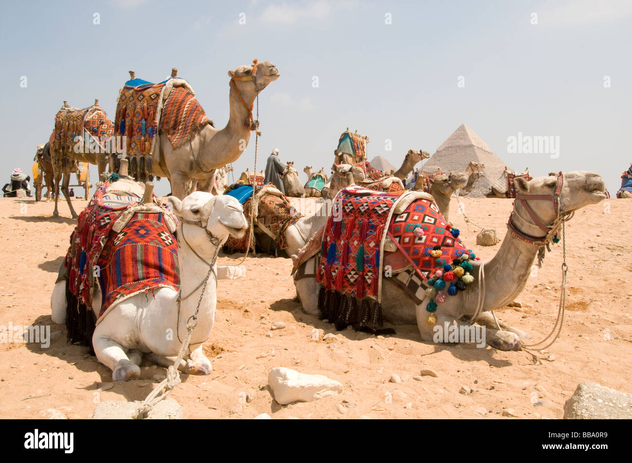 Pyramids and camels giza egypt hi-res stock photography and images - Alamy