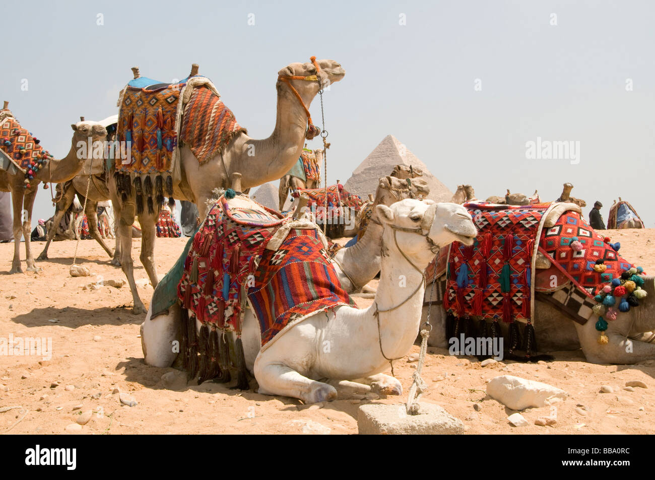 Camel tourists desert Pyramids Giza Egypt Cairo Stock Photo - Alamy