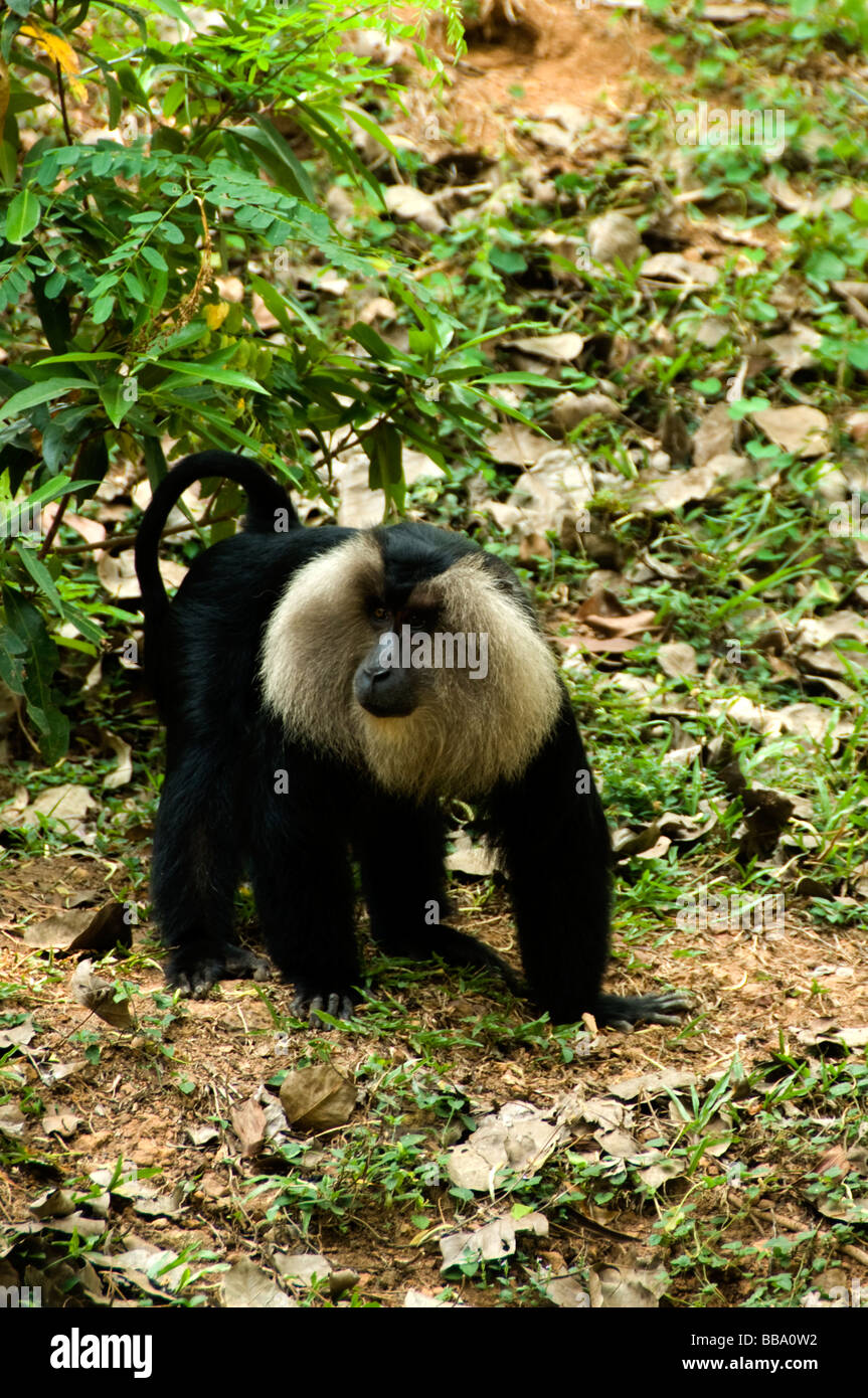 Lion tailed macaque hi-res stock photography and images - Alamy