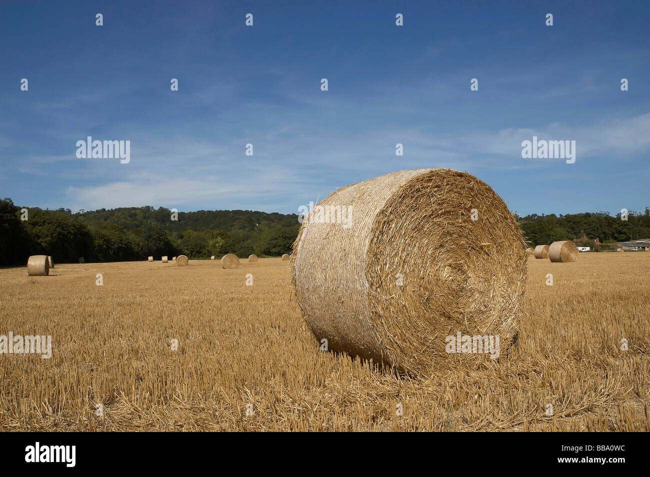 summer landscape with hay bales and deep blue skyscape Stock Photo - Alamy