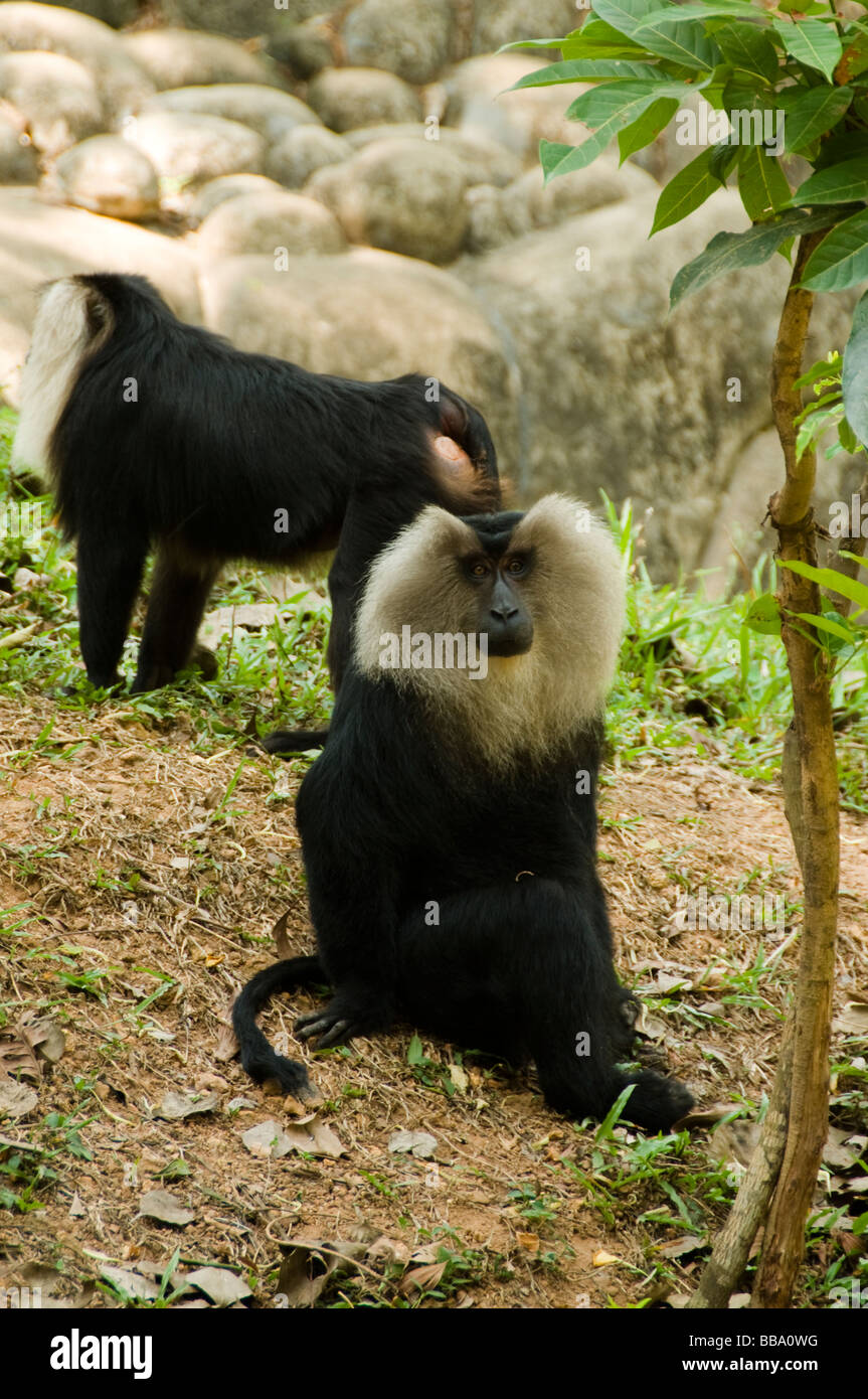 Two tailed lion hi-res stock photography and images - Alamy