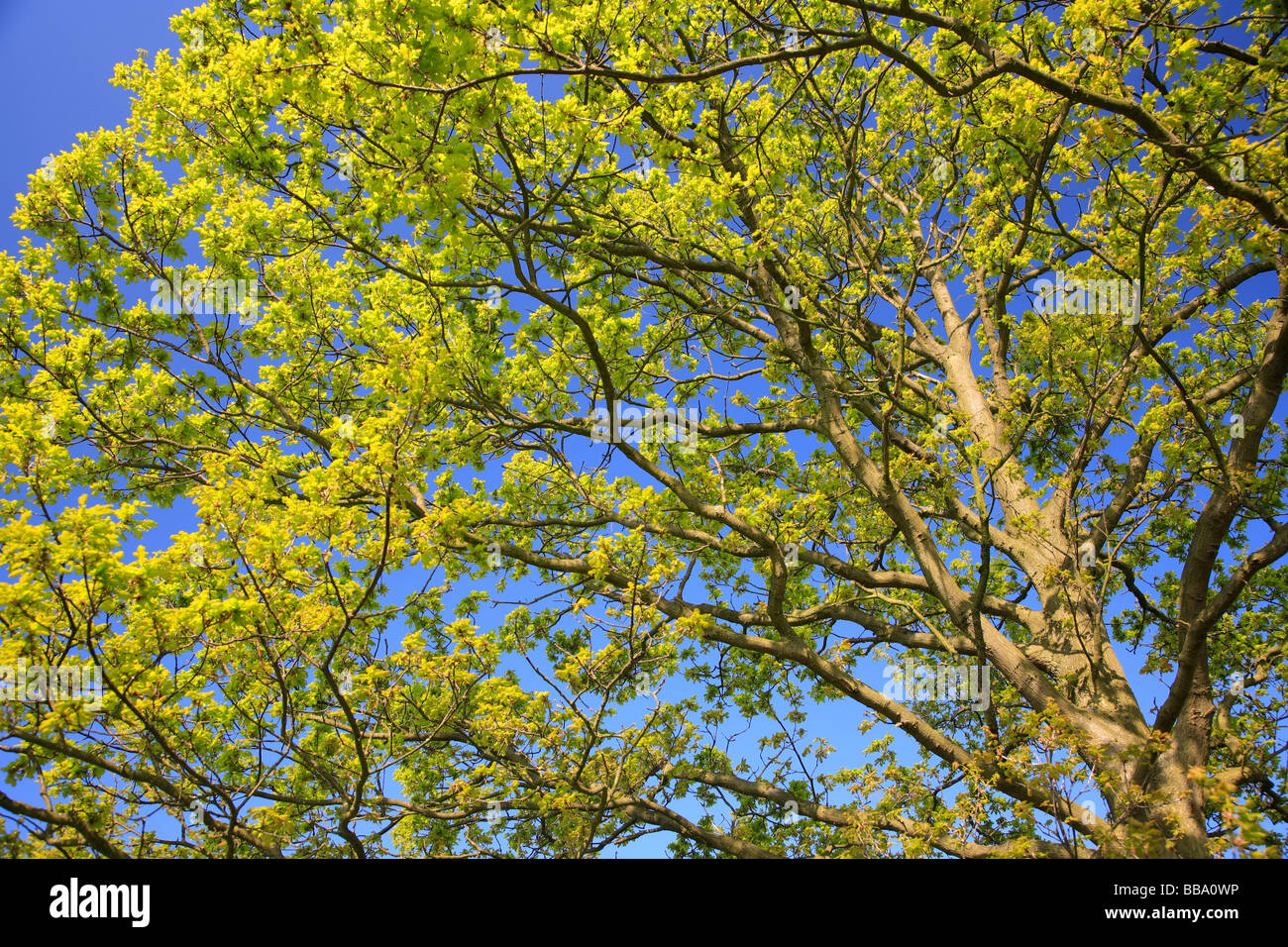 English beech trees hi-res stock photography and images - Alamy