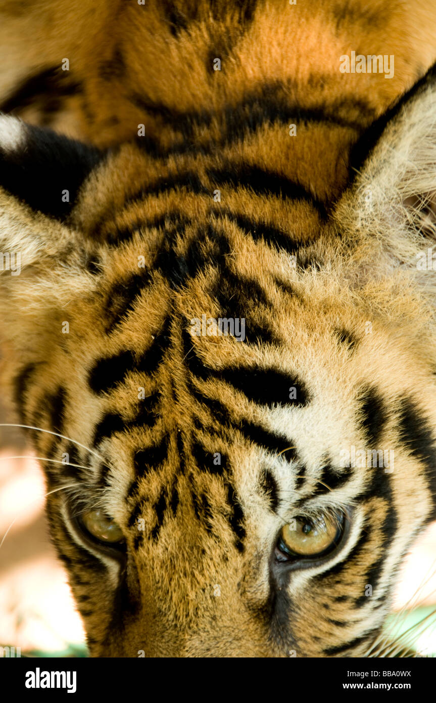 Bengal Tiger Cub close up Stock Photo - Alamy
