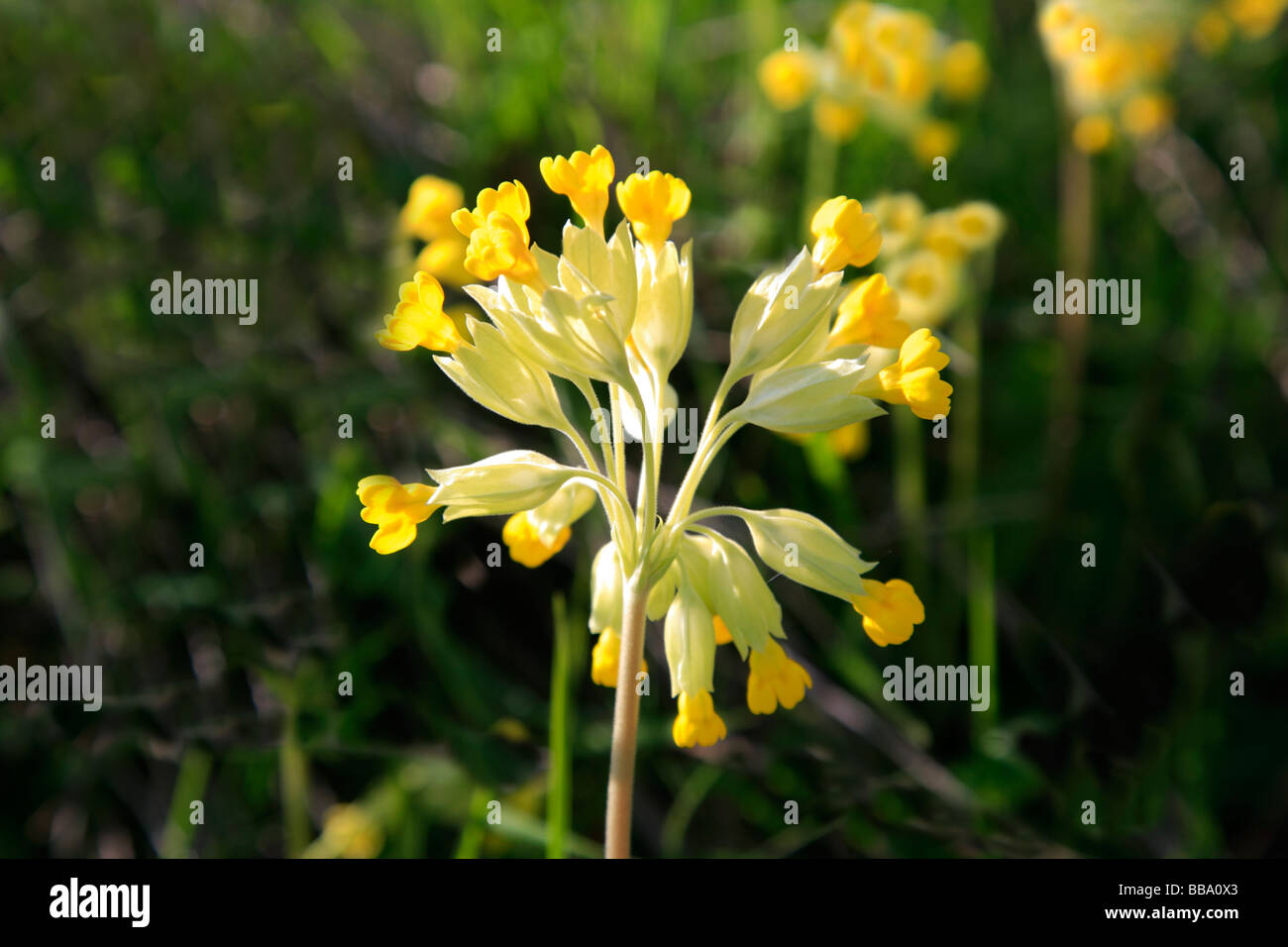 Yellow Cowslip Flowers Primula veris Spring Hills and Holes National ...