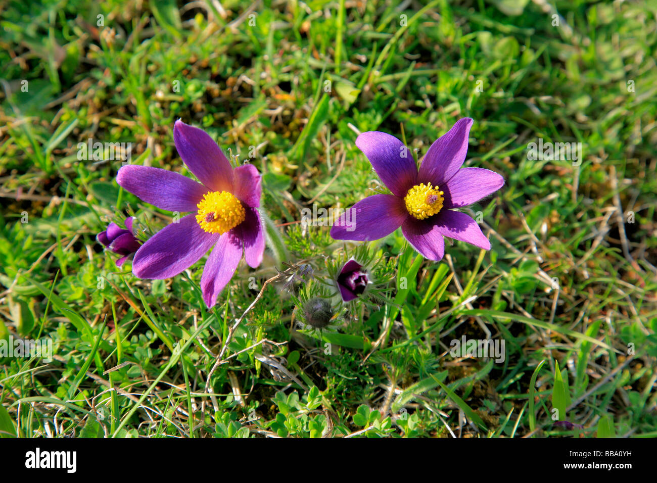 Pasque Flowers Pulsatilla vulgaris Spring at Hills and Holes English ...