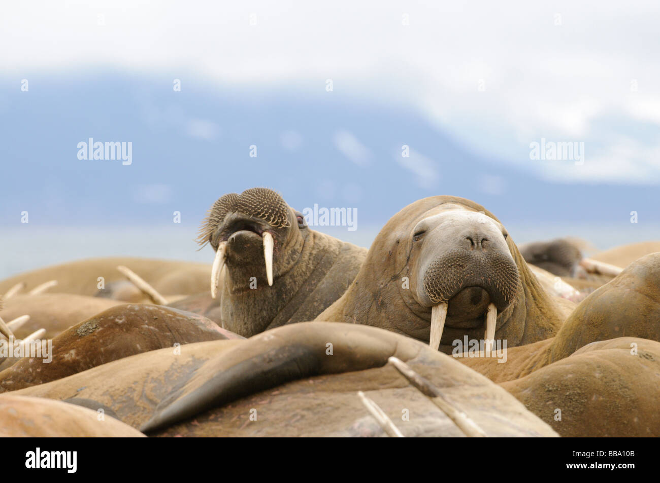 Walrus colony Odobenus rosmarus Poolapynten Spitsbergen Svalbard Stock ...
