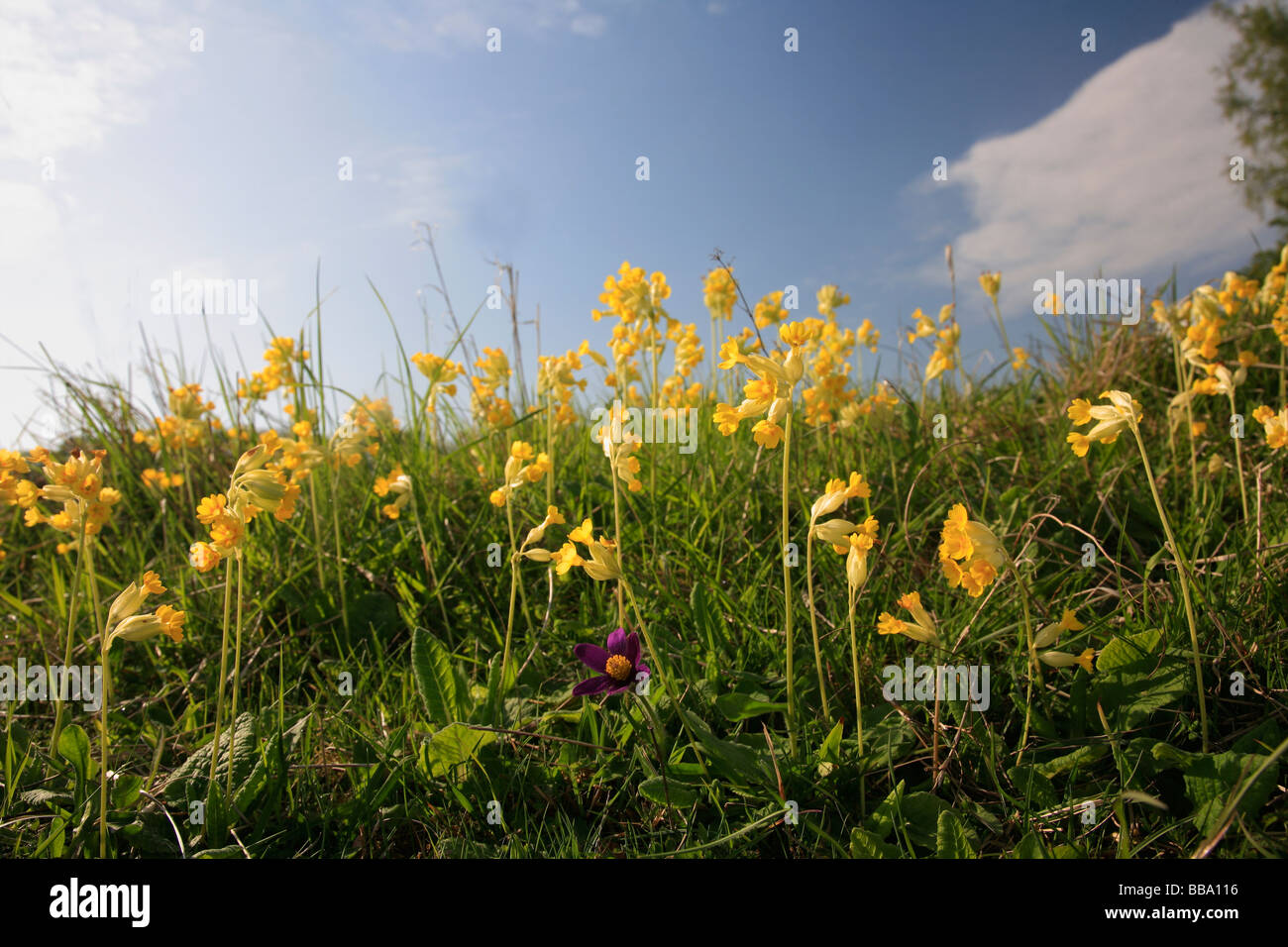 Yellow Cowslip Flowers Primula veris Spring Hills and Holes National ...