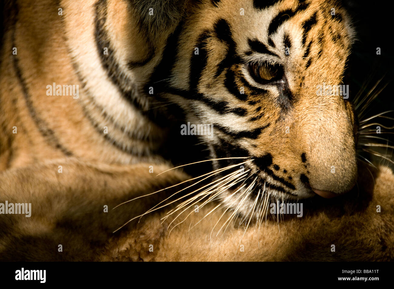 Bengal Tiger Cub close up Stock Photo - Alamy
