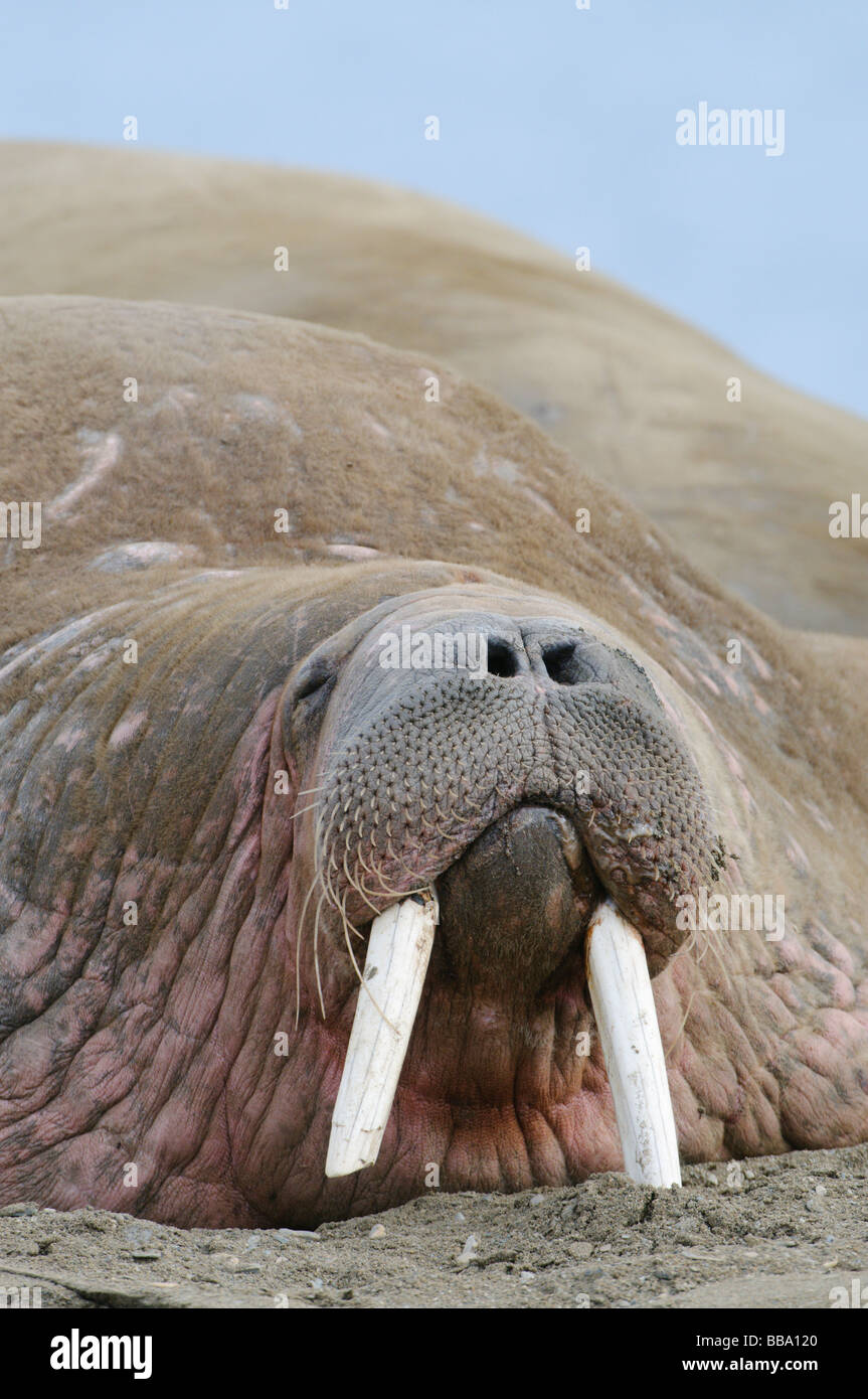 Walrus anatomy hi-res stock photography and images - Alamy
