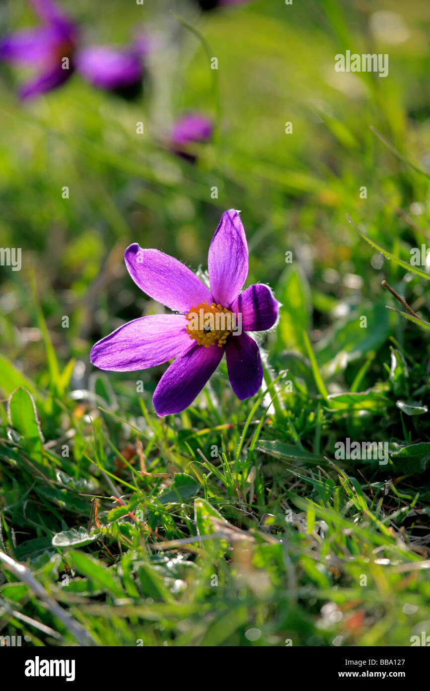 Pasque Flowers Pulsatilla vulgaris Spring at Hills and Holes English ...