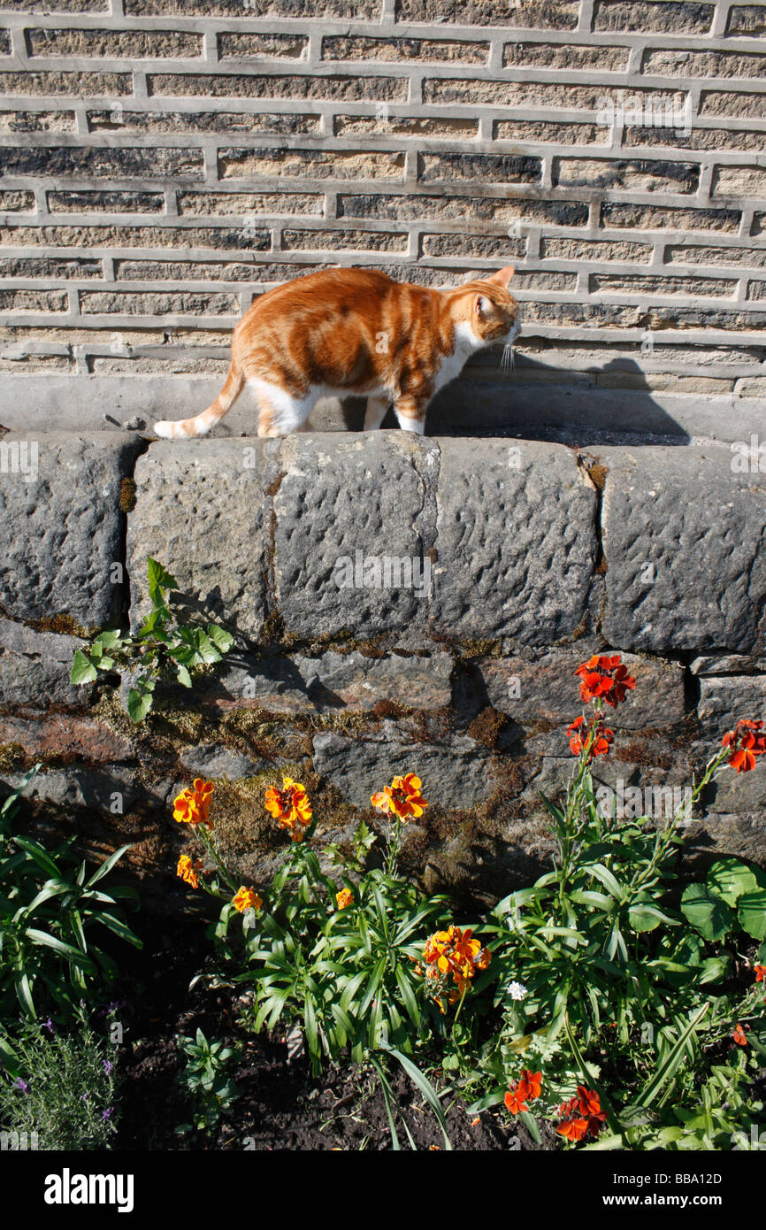 Ginger Tomcat Stock Photos & Ginger Tomcat Stock Images - Alamy