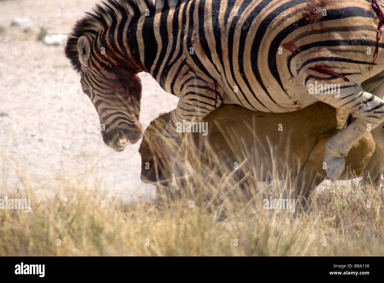 Lion Hunting Zebra Stock Photos & Lion Hunting Zebra Stock Images - Alamy