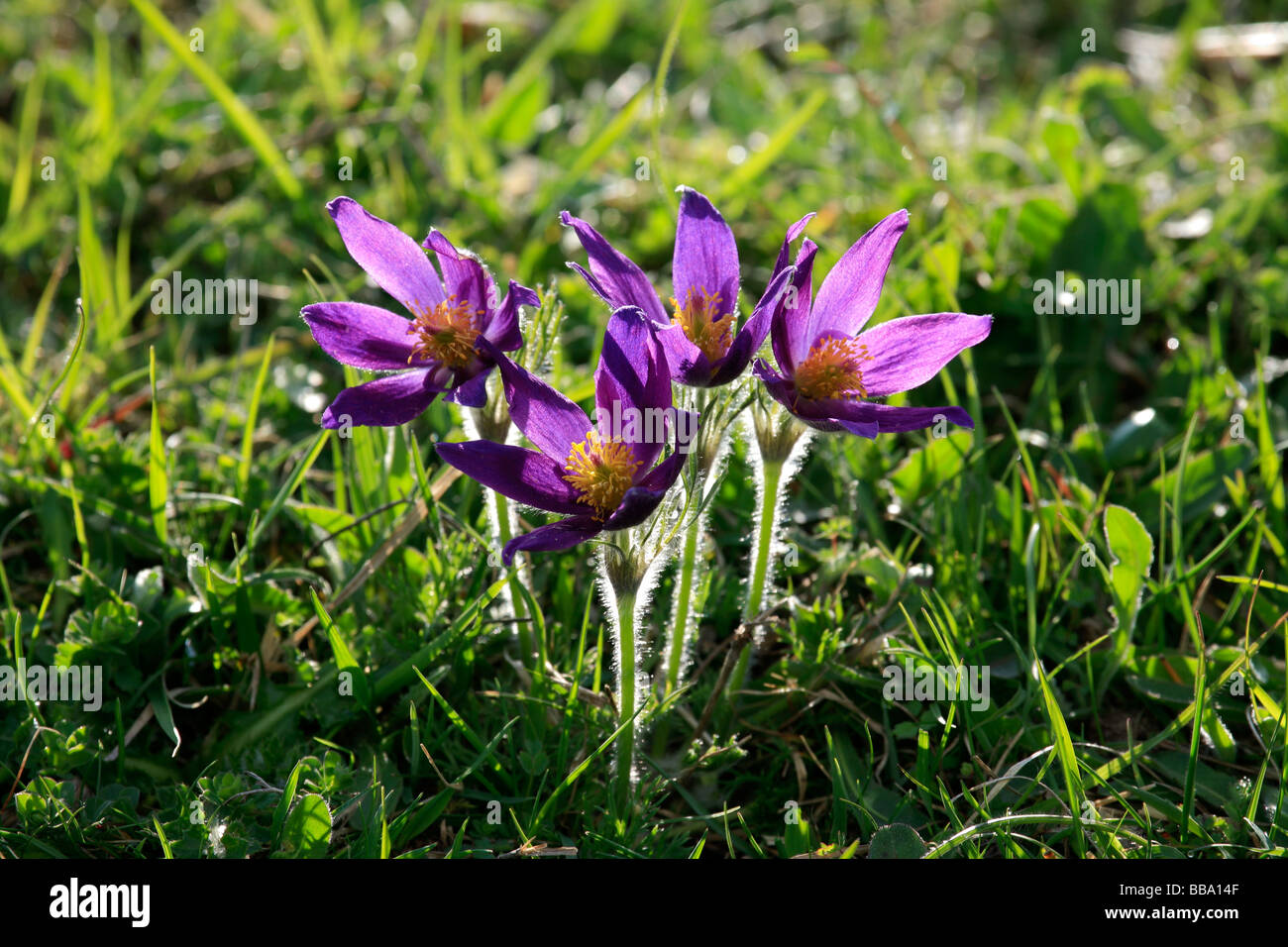 Pasque Flowers Pulsatilla vulgaris Spring at Hills and Holes English ...