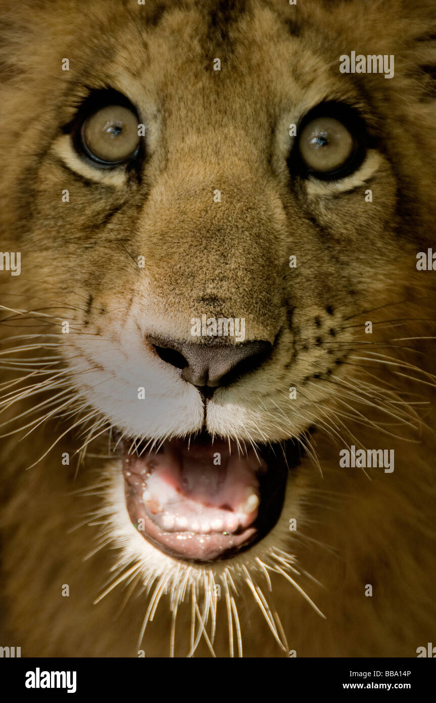 Cute lion cub face hi-res stock photography and images - Alamy