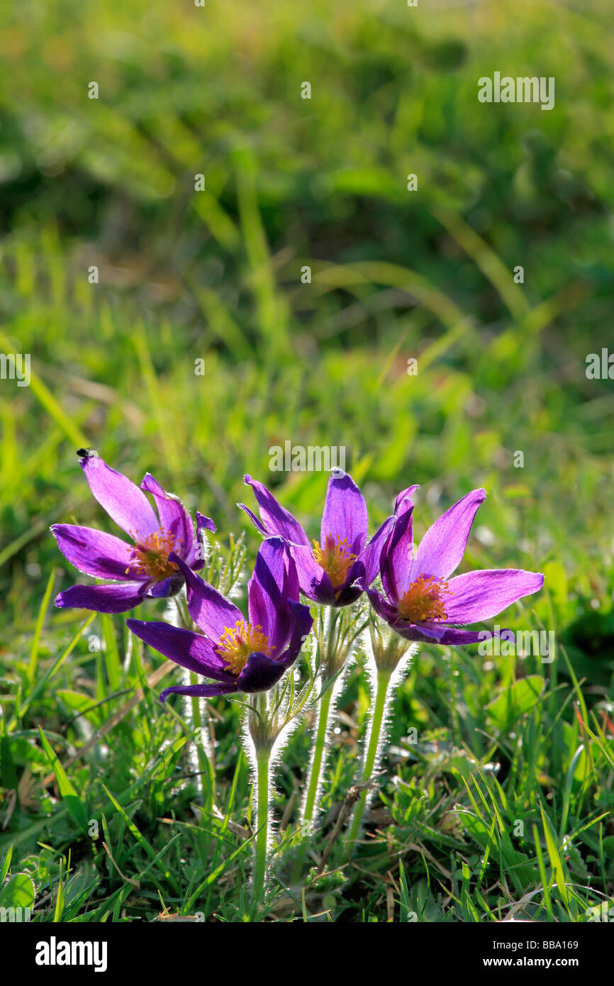 Pasque Flowers Pulsatilla vulgaris Spring at Hills and Holes English ...