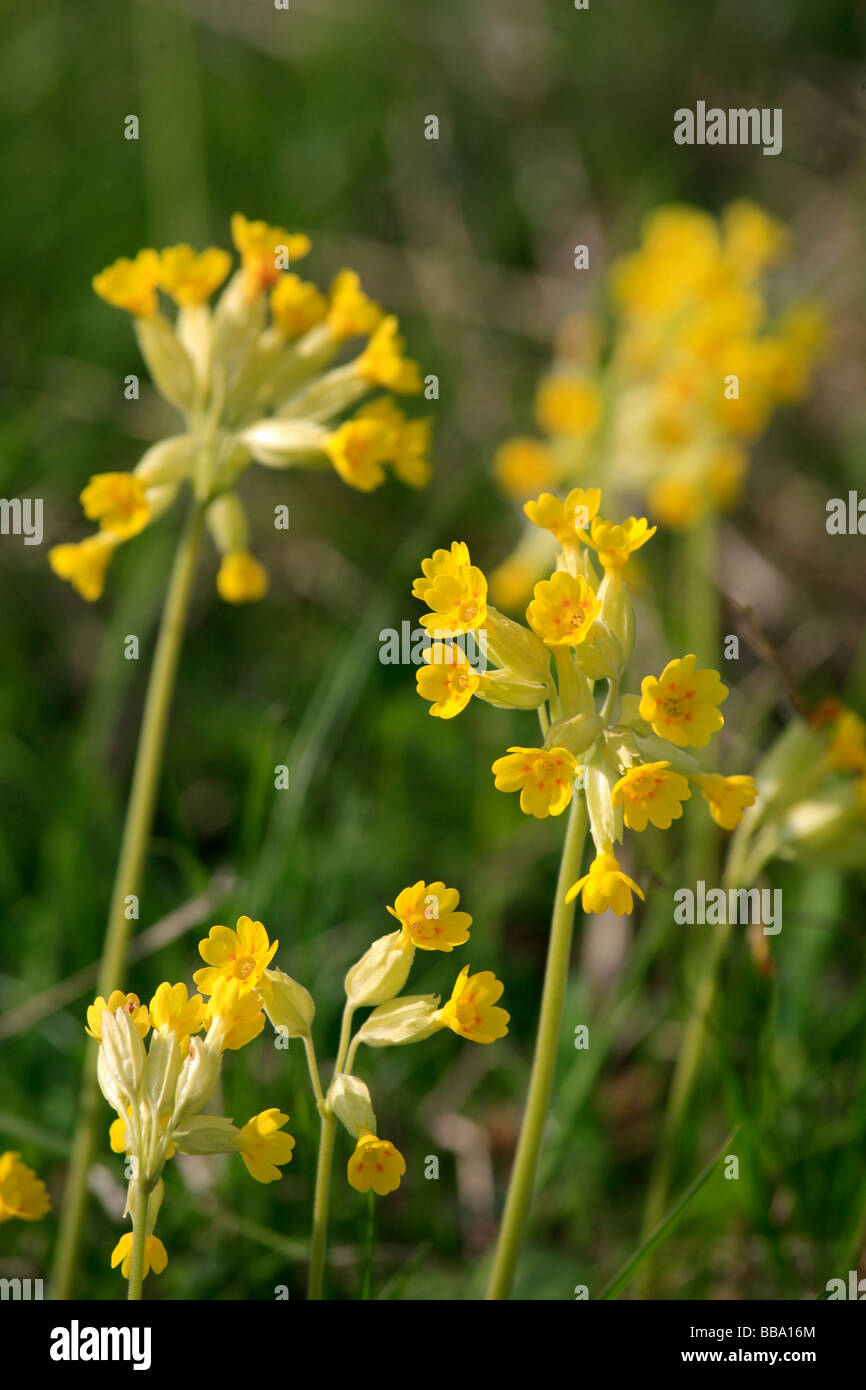 Yellow Cowslip Flowers Primula veris Spring Hills and Holes National ...