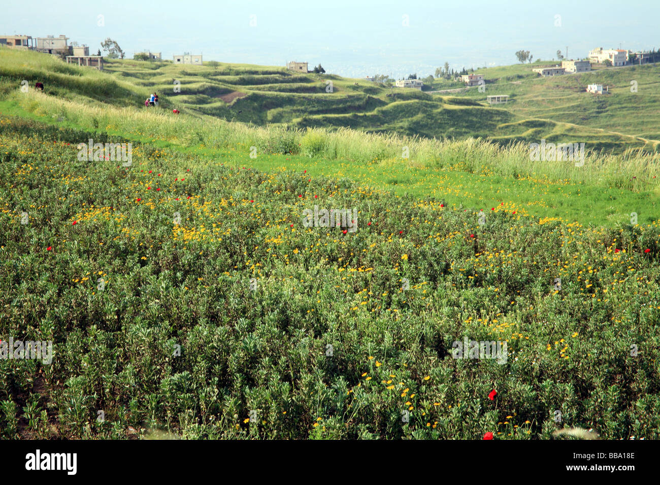 Syria farming hi-res stock photography and images - Alamy