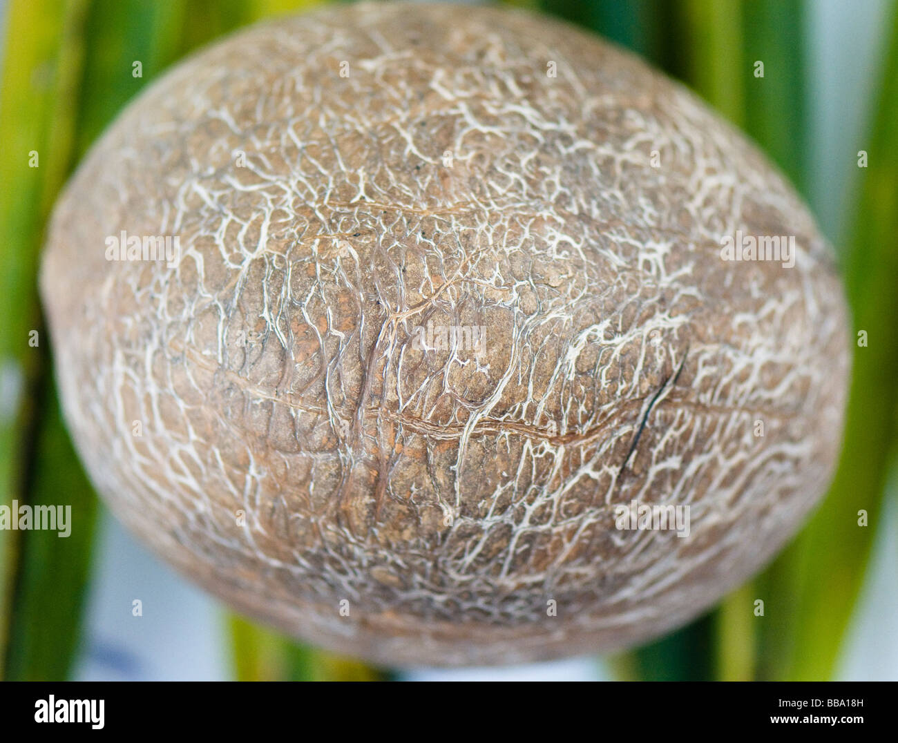 Coconut close up without shell Stock Photo - Alamy