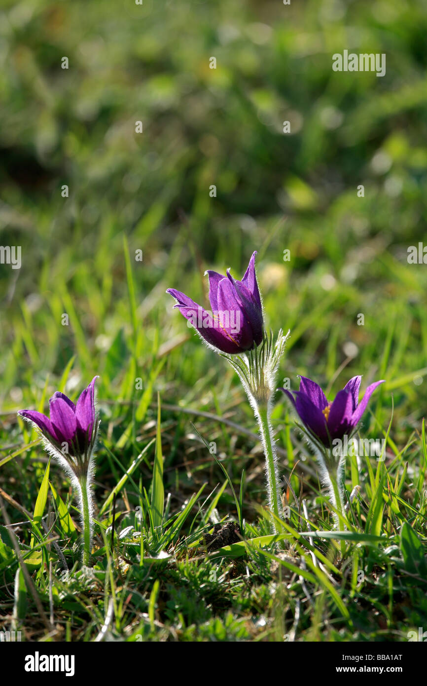 Pasque Flowers Pulsatilla vulgaris Spring at Hills and Holes English ...