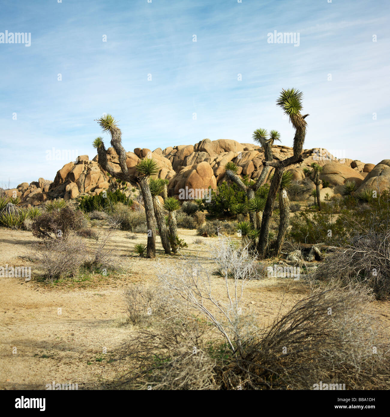 Joshua Tree in Joshua Tree National Park, California, USA Stock Photo ...