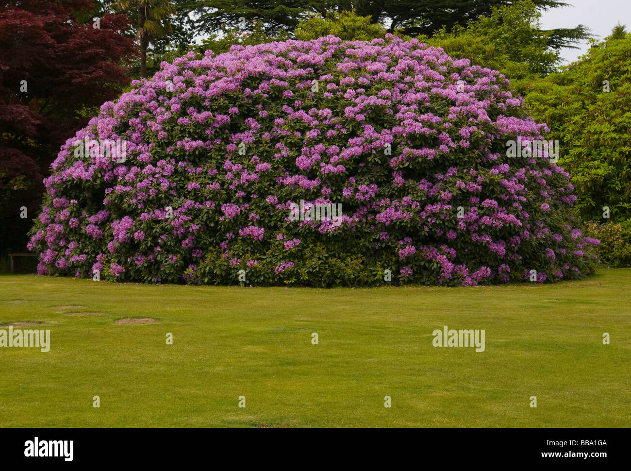 Specimen Purple Rhododendron Shrub at Leonardslee Gardens West Sussex ...