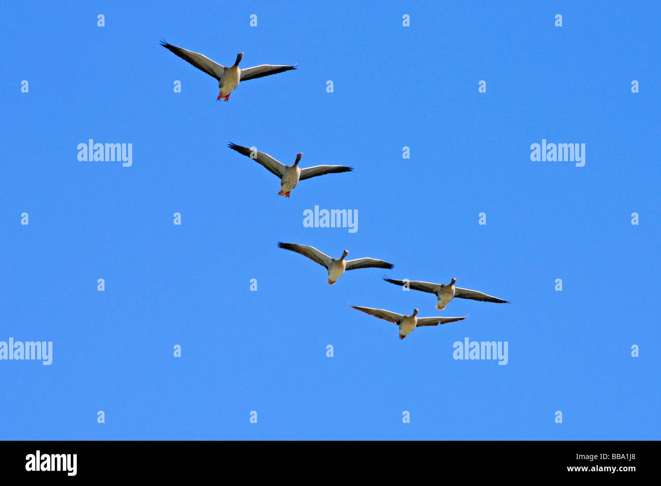 Brant goose flight hi-res stock photography and images - Alamy