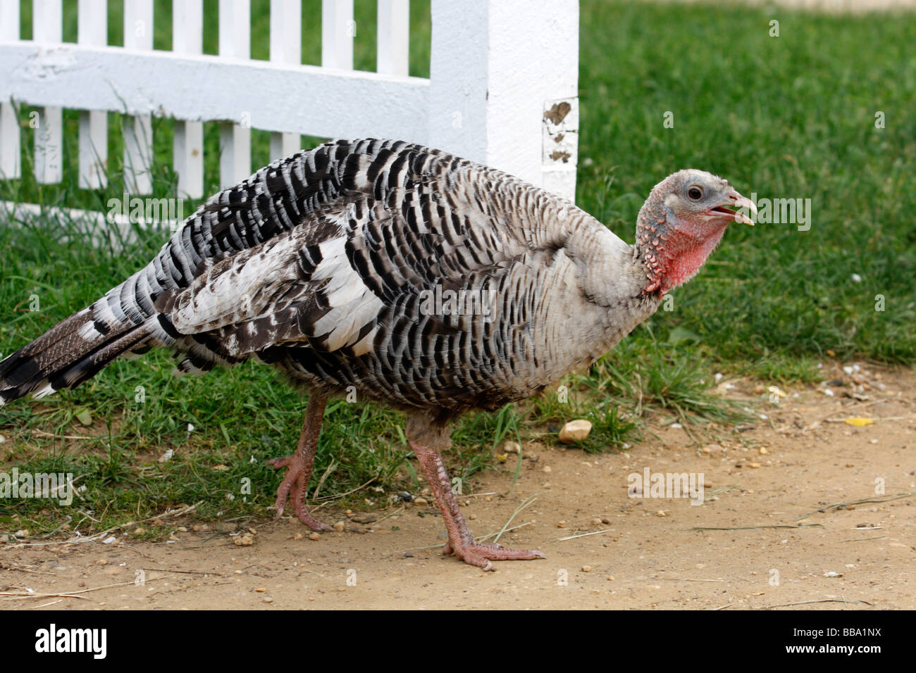 Lone turkey in front of white picket fence Stock Photo - Alamy
