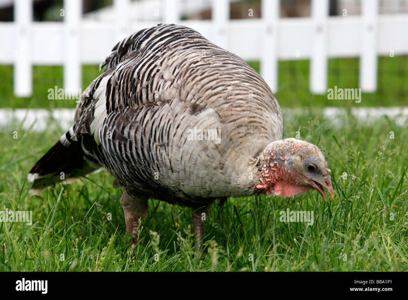 Lone turkey in front of white picket fence Stock Photo - Alamy