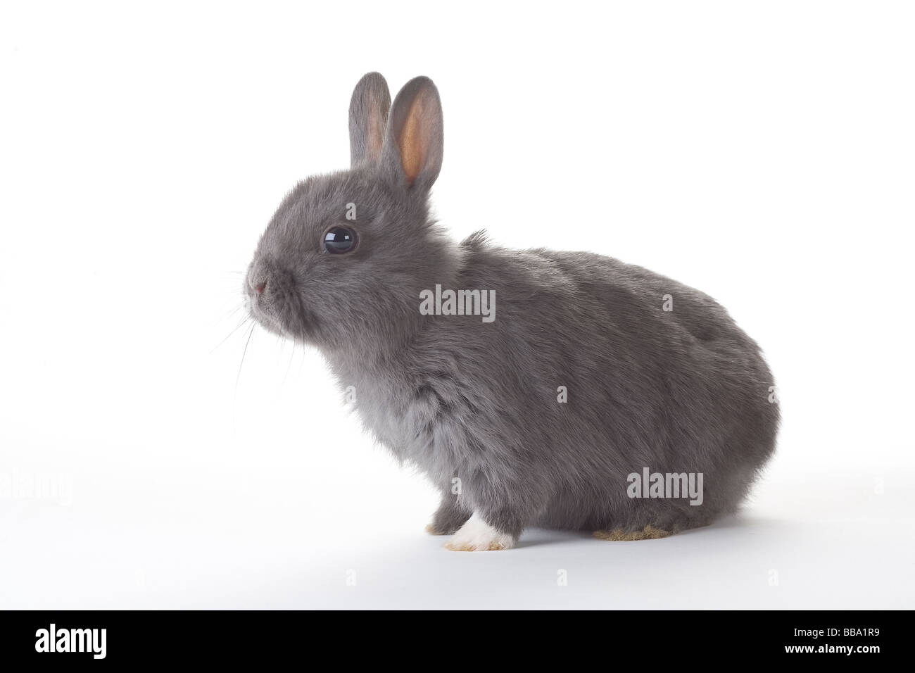 Grey bunny hi-res stock photography and images - Alamy