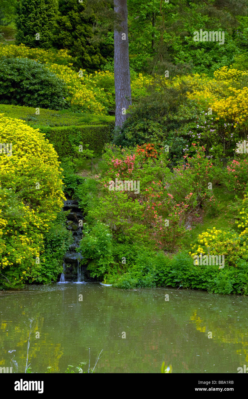 Waterfall By Yellow Azaleas Rhododendron Luteum Emptying Into Waterfall ...