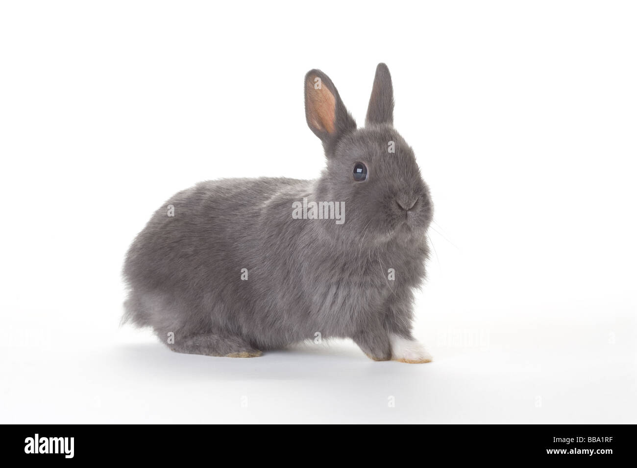 Grey bunny hi-res stock photography and images - Alamy