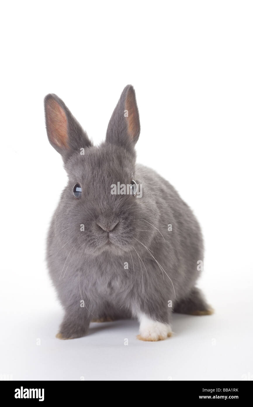 Grey bunny hi-res stock photography and images - Alamy