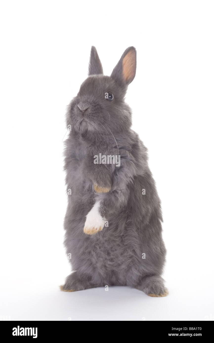 standing grey bunny isolated on white Stock Photo - Alamy