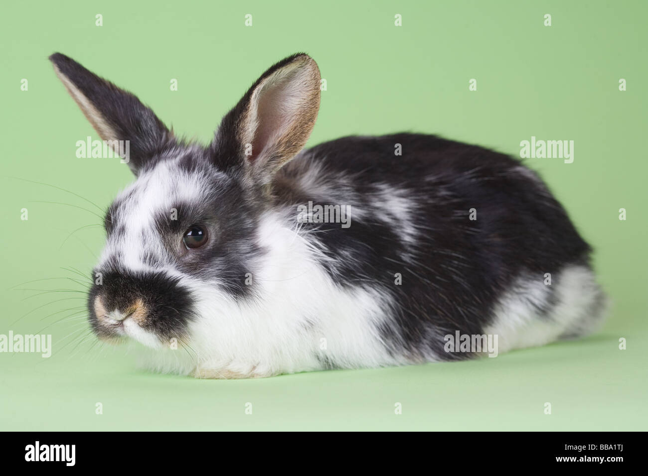 spotted bunny isolated on green Stock Photo - Alamy