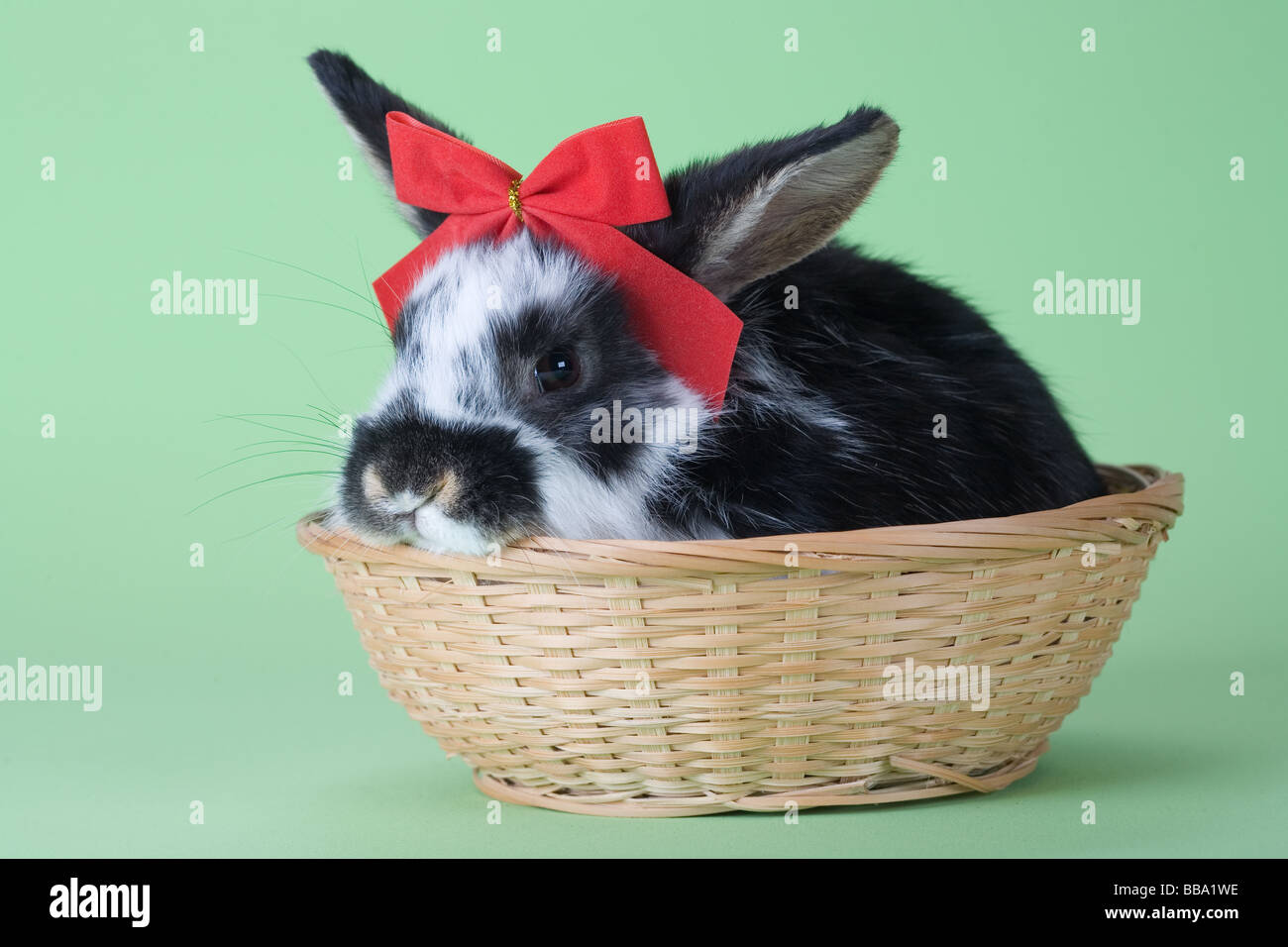 spotted bunny with red bow tie isolated on green Stock Photo - Alamy