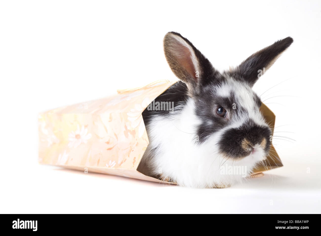 Spotted rabbit hi-res stock photography and images - Alamy