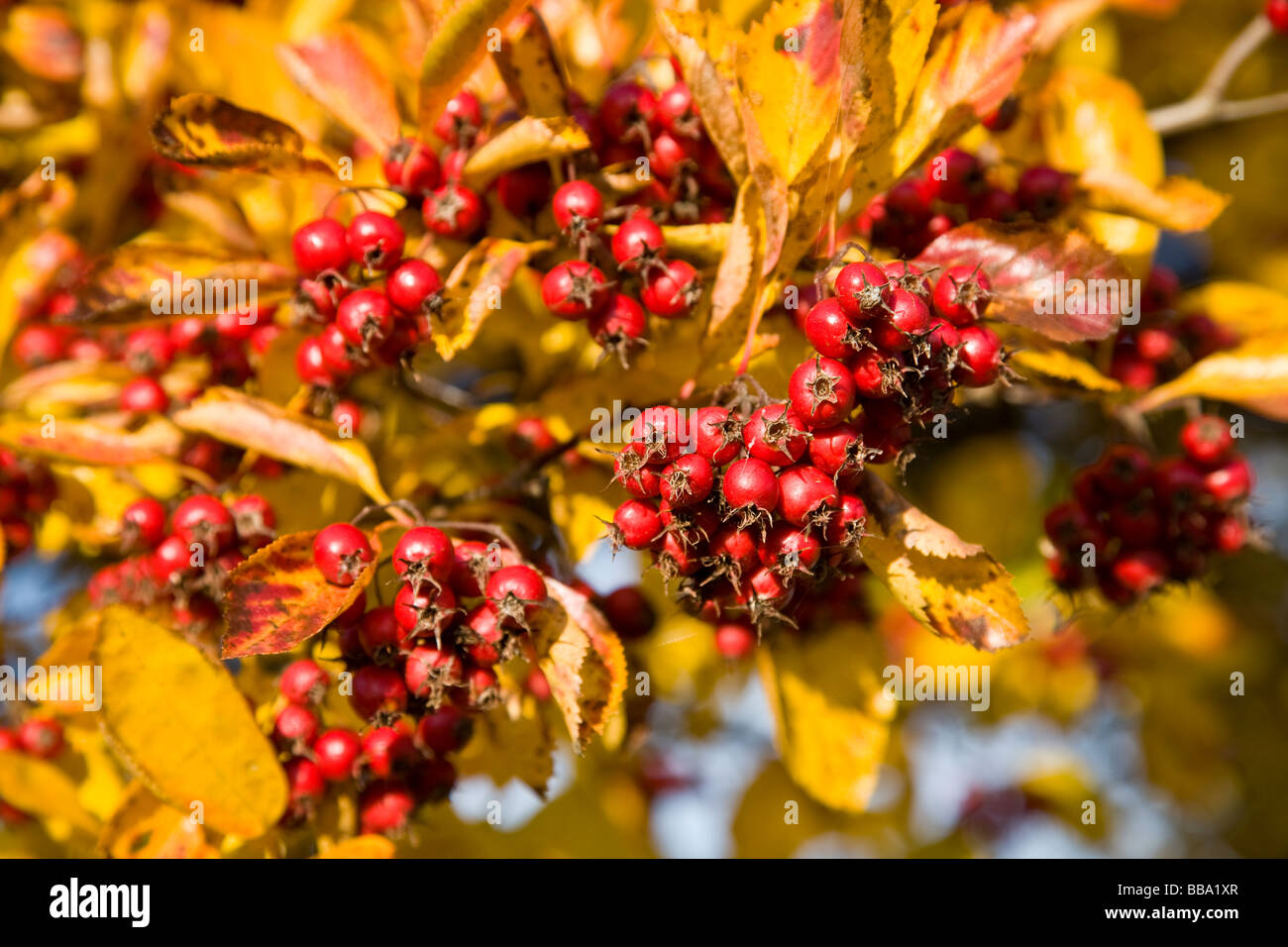 Golden berries hi-res stock photography and images - Alamy