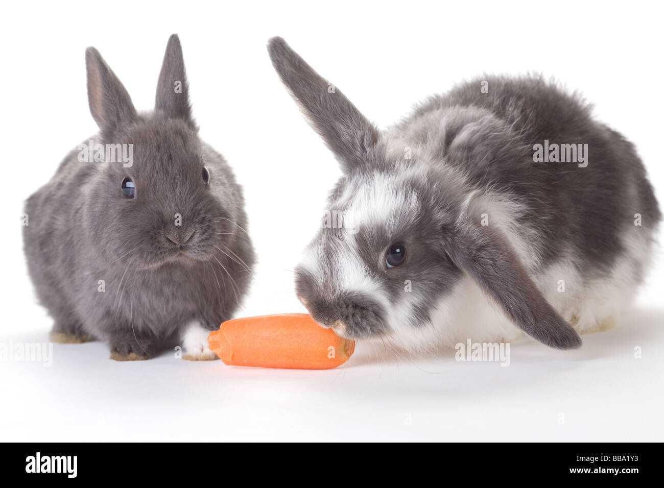 two bunny and a carrot isolated on white Stock Photo - Alamy