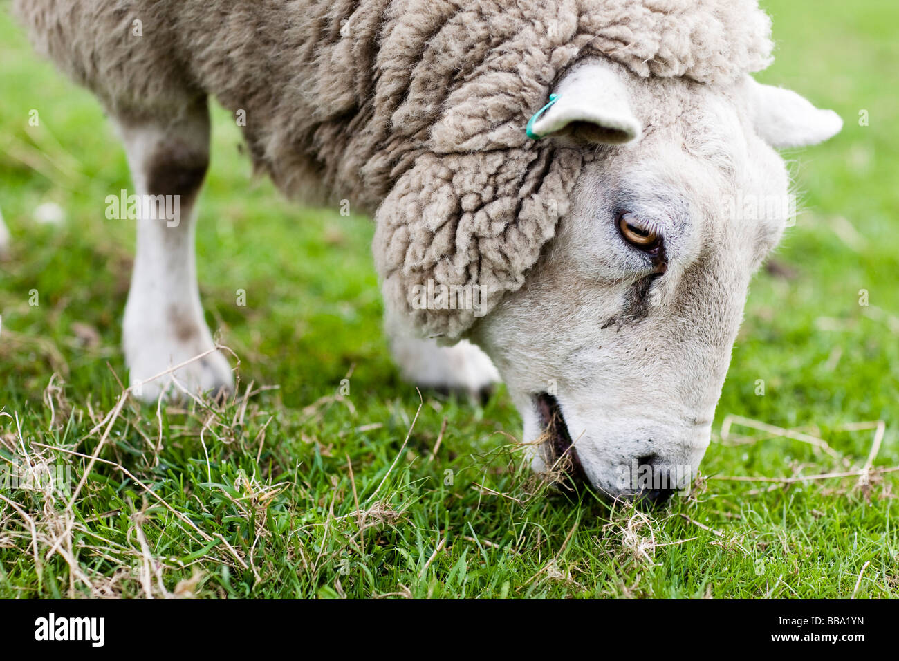 Animal mouth open sheep hi-res stock photography and images - Alamy