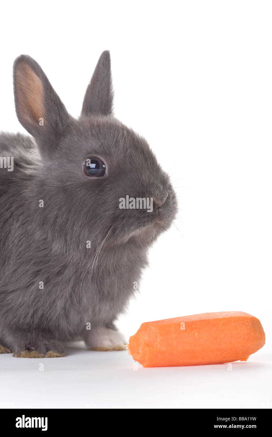 grey bunny and a carrot isolated Stock Photo - Alamy
