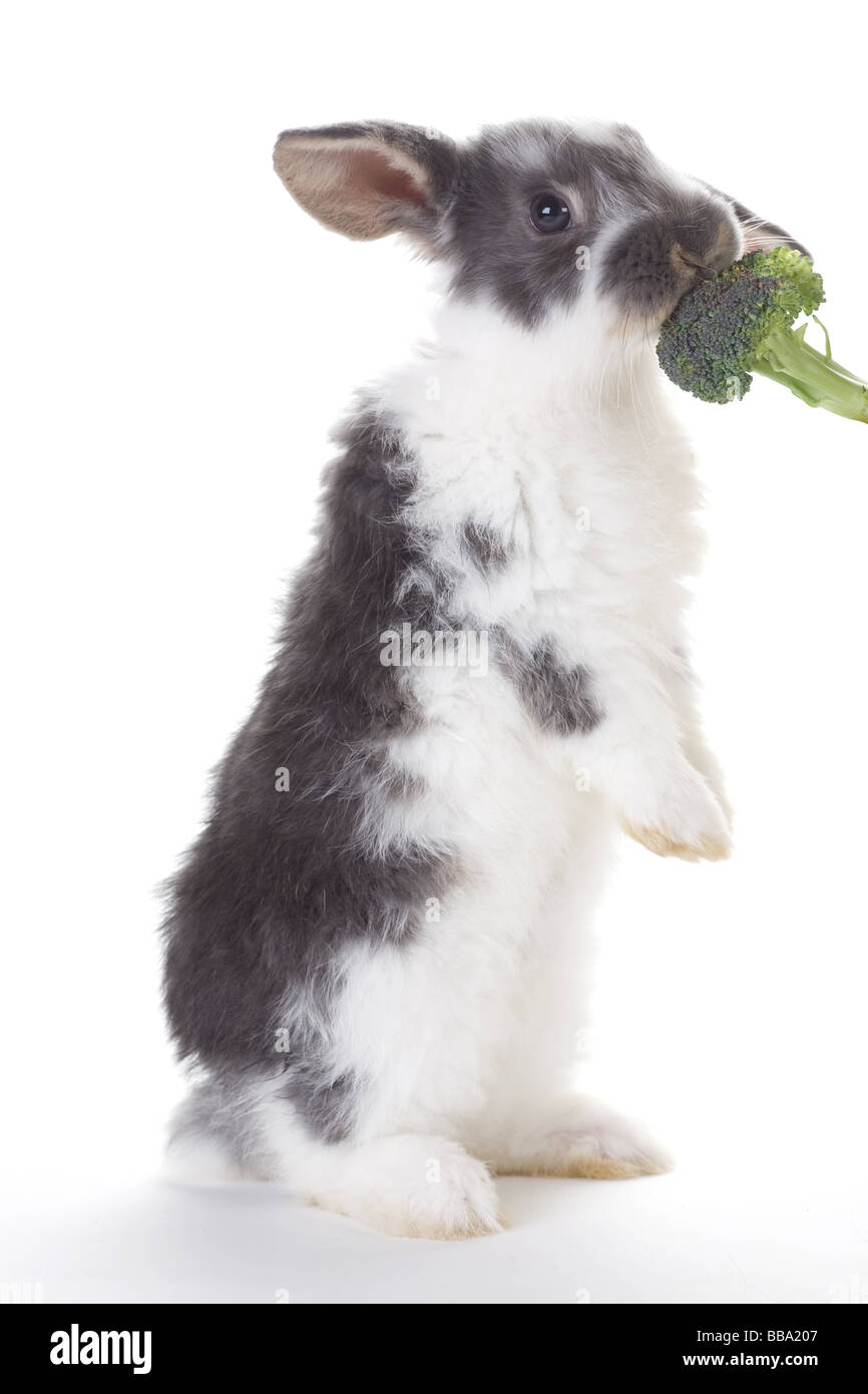 spotted bunny eating a broccoli isolated Stock Photo - Alamy