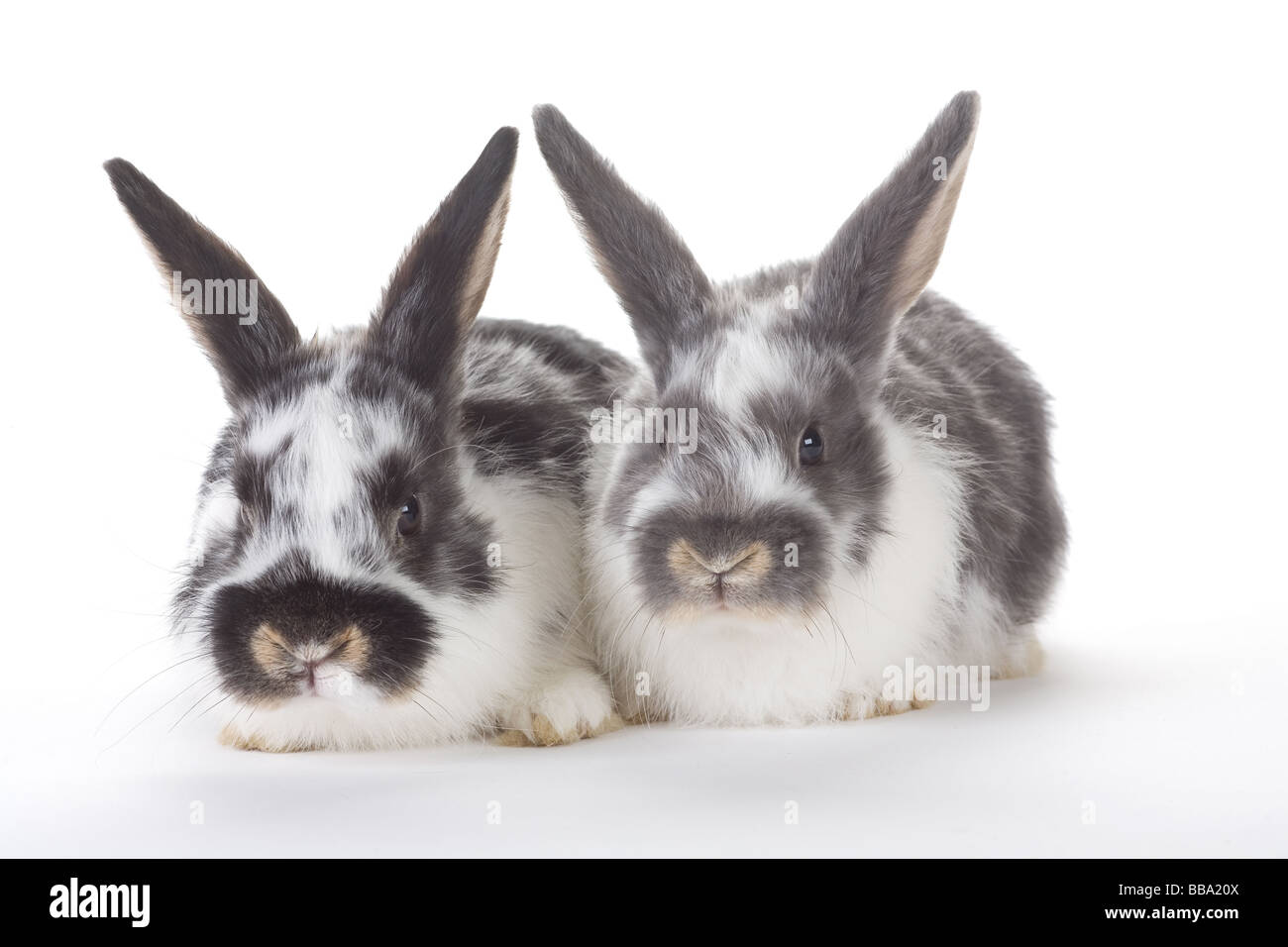 two bunny isolated on white Stock Photo - Alamy